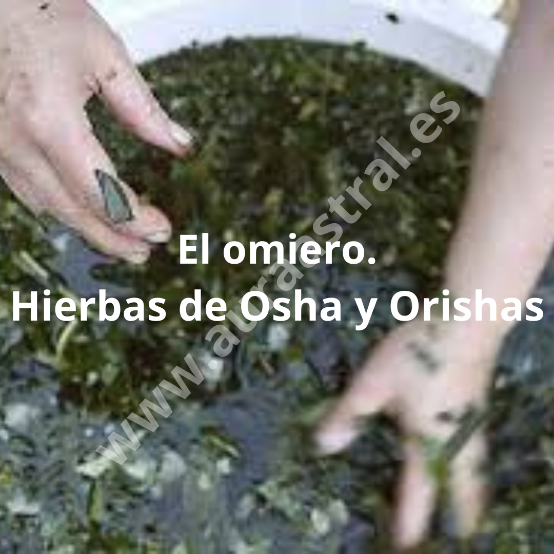 Santería. Hierbas de Osha y Orishas1 - Tienda online de productos ...